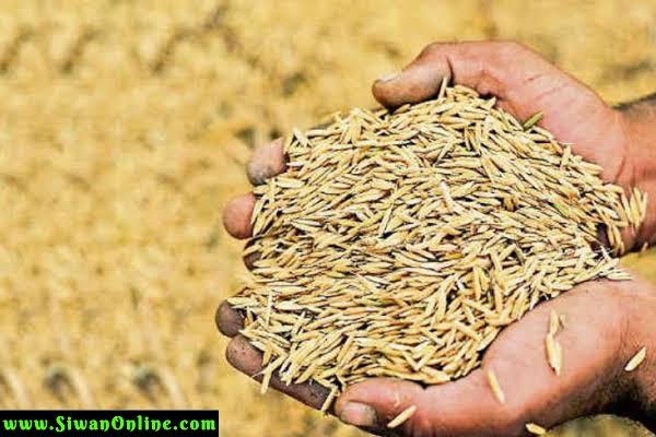 जिले में पहले दिन 233 क्विंटल ही धान की हो पाई खरीदारी, ऐप नहीं कर रहा ...