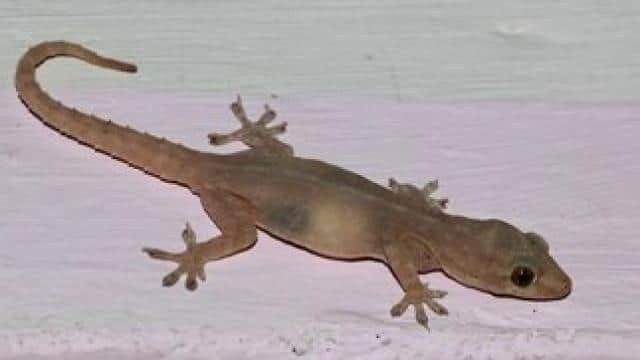 दारौंदा के लोपर गांव में दाल में छिपकली गिरने से तीन बच्चे बीमार