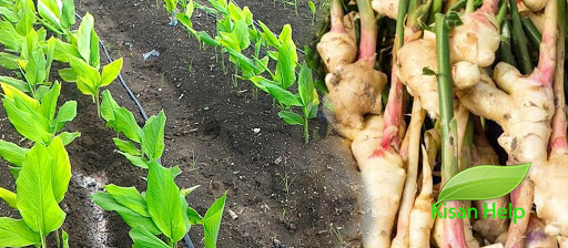 महाराजगंज में अदरक की खेती में किसानों का बढ़ा झुकाव